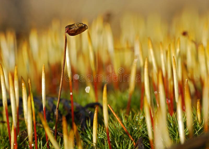 Spring moss stock image. Image of awakening, fleece, morning - 13204101