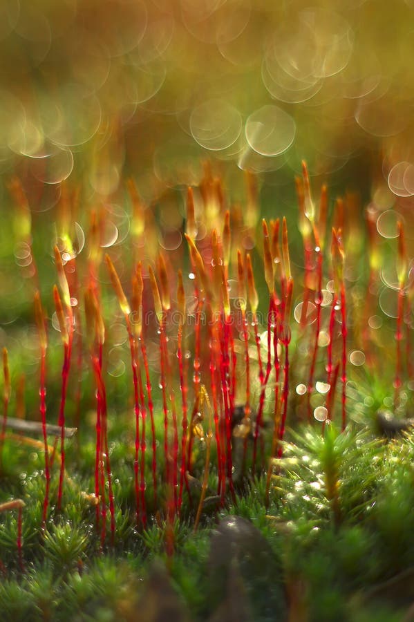 Spring moss stock photo. Image of morning, auriferous - 13214860