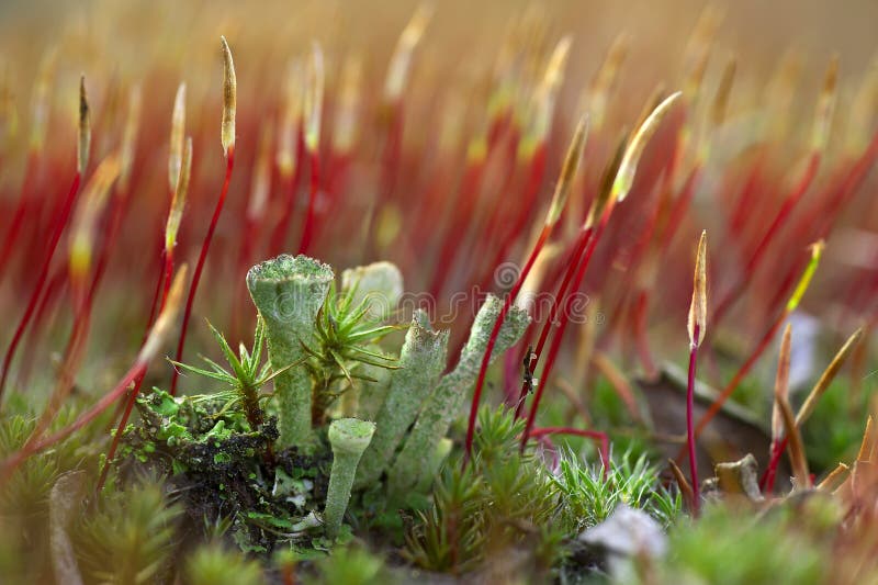 Spring moss stock photo. Image of spring, plants, water - 23967790