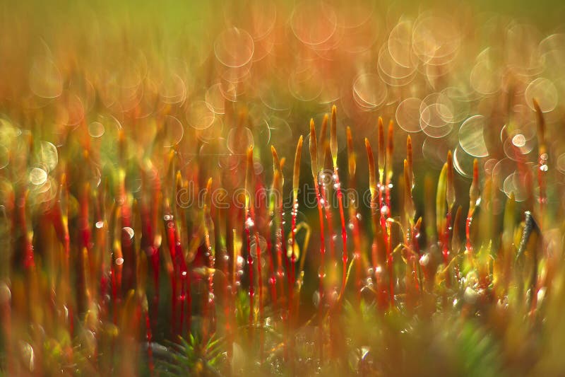 Spring moss stock photo. Image of morning, water, sprout - 23967808