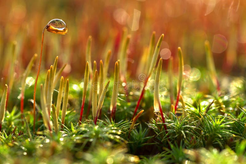 Spring moss stock photo. Image of awakening, life, morning - 23967810