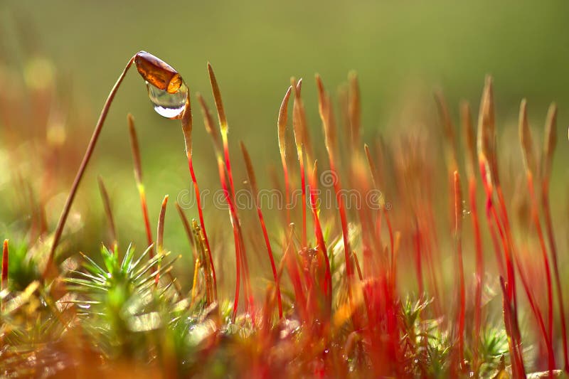 Spring moss stock photo. Image of growth, dream, bloom - 24422374