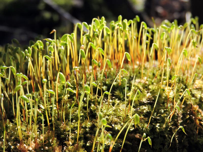 Spring moss stock image. Image of tree, moss, spring - 89012699