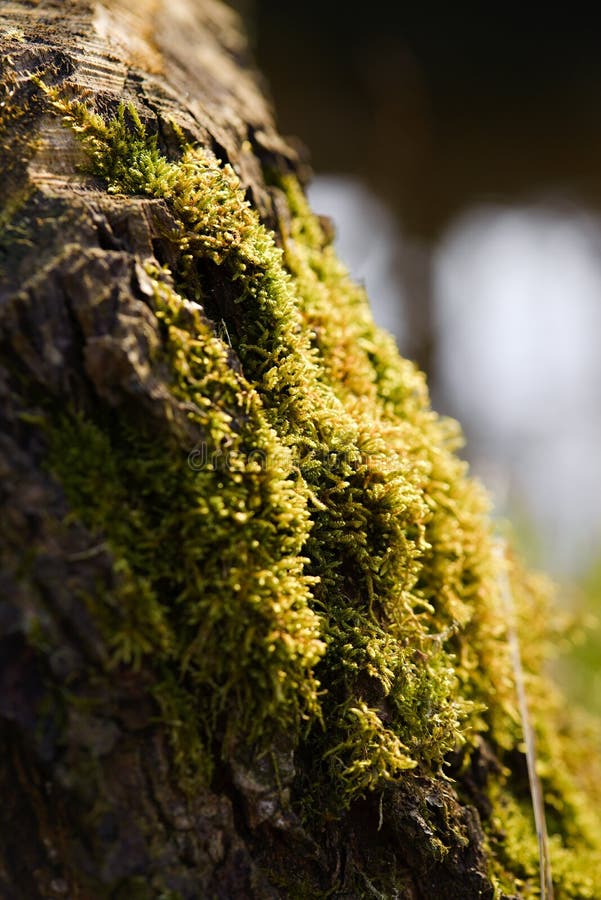 Spring Moss on an Old Stump Stock Photo - Image of plant, green: 69216334