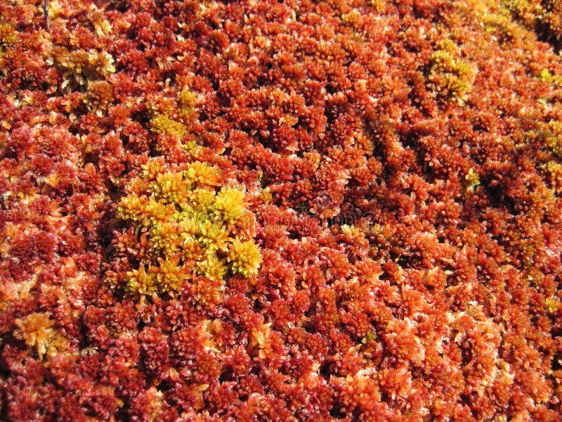 Spring moss in swamp stock photo. Image of closeup, green - 90300170