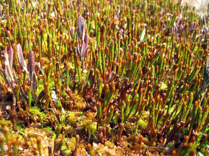 Spring moss in swamp stock image. Image of flora, spring - 90300331