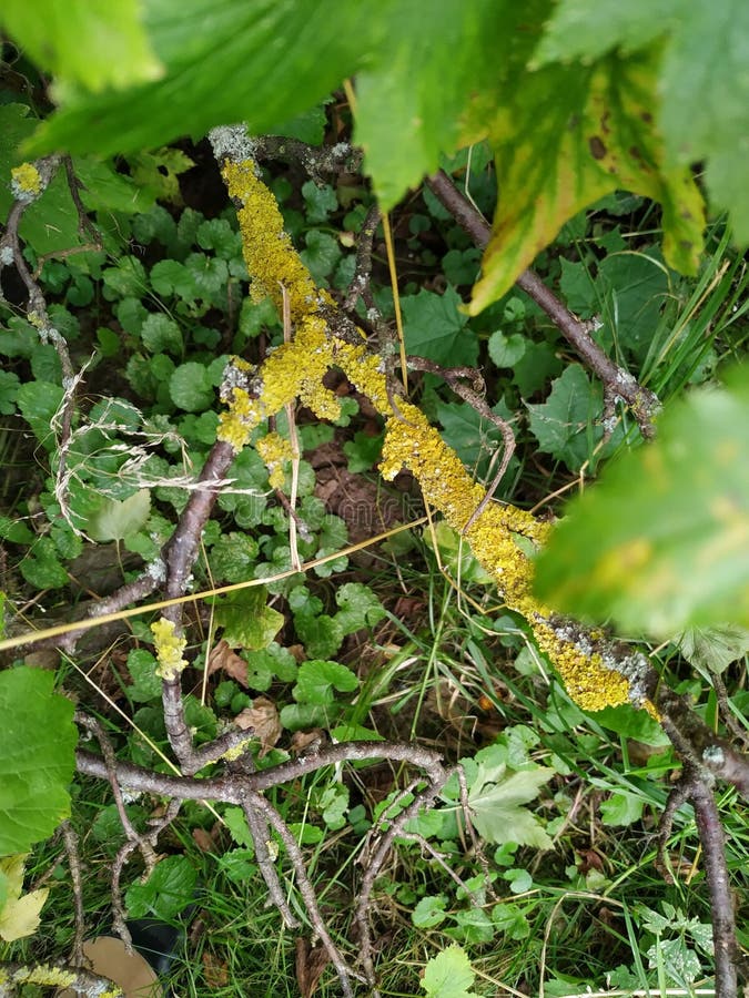 Spring Mossy Tree Branch View. Branch Moss View Stock Photo - Image of ...