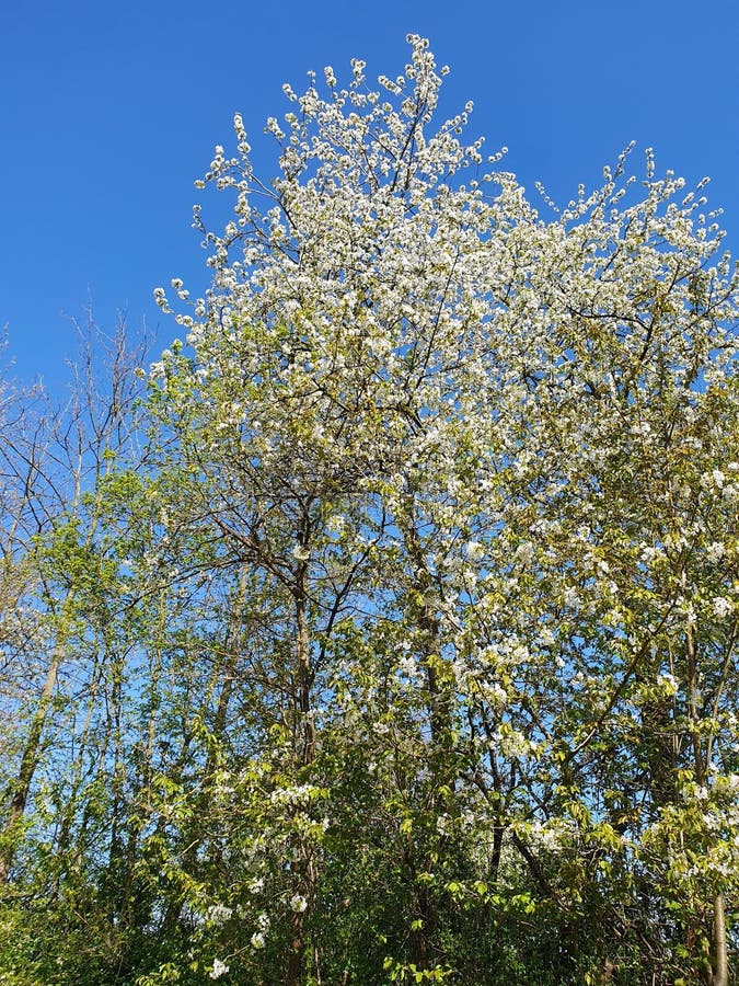 Take a Break and Enjoy the Spring Stock Image - Image of woodland ...