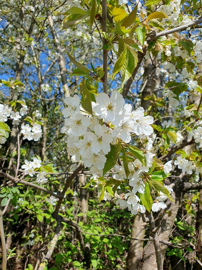Take a Break and Enjoy the Spring Stock Image - Image of flower, tree ...