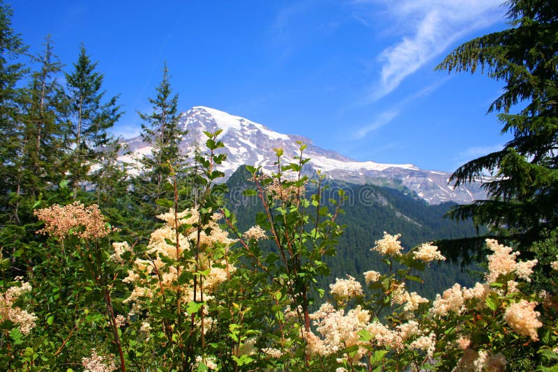 Spring in Mount Rainier stock image. Image of washington - 9438869