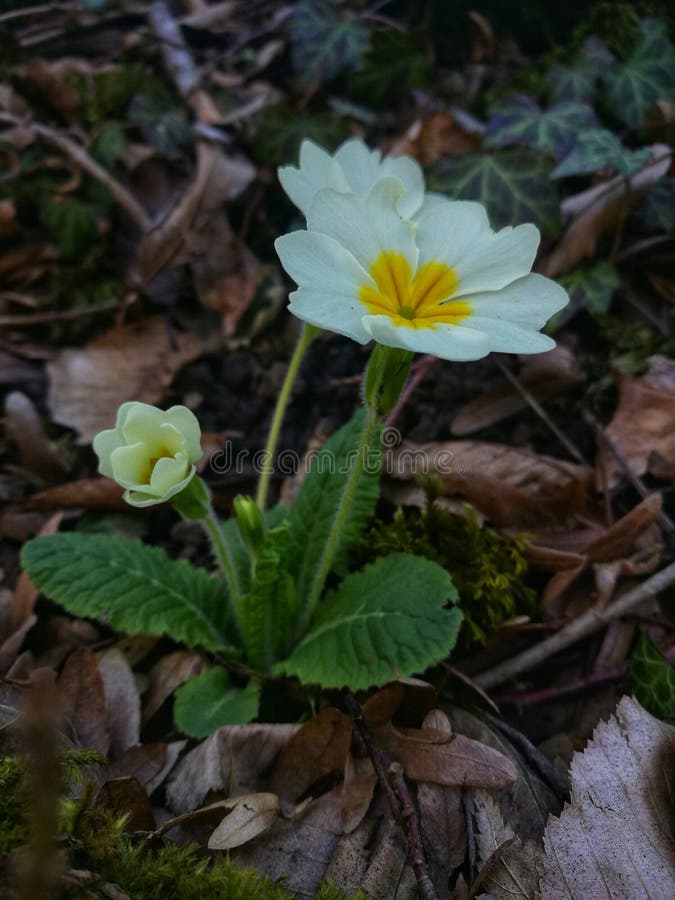 The Spring Mountain Flowers Stock Photo - Image of mountain, forest ...