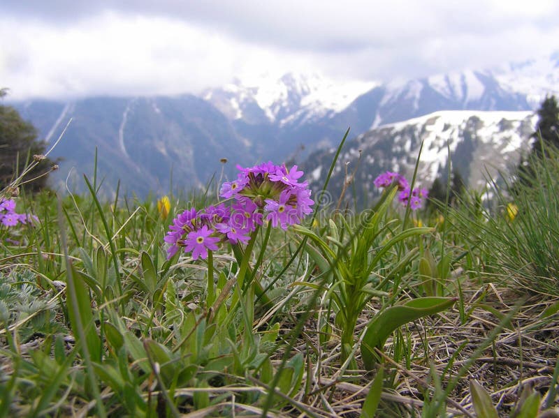 Spring Mountain Flowers on a Background of Snowy Mountains Stock Photo ...