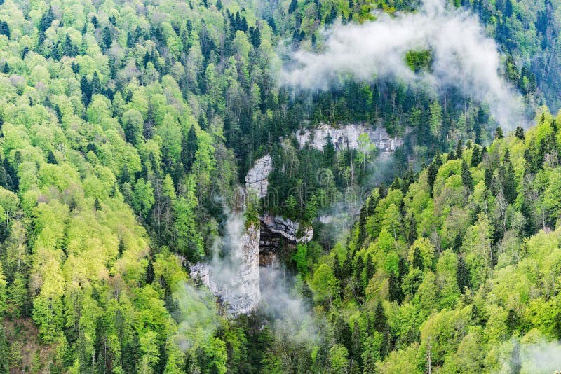 Spring Mountain Forest in the Deep Gorge. Stock Image - Image of summer ...