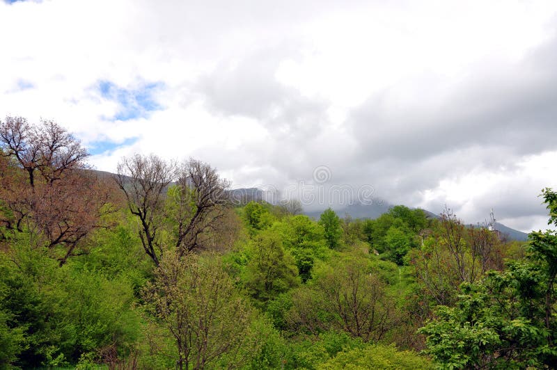 Spring Mountain Forest with Hanging Clouds. Stock Photo - Image of ...