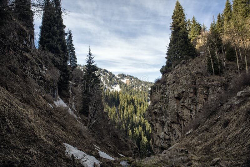 Spring in the Mountain Forest. Stock Photo - Image of background ...