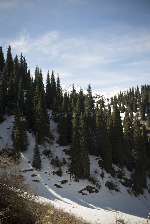 Spring in the Mountain Forest. Stock Image - Image of metaphor, green ...