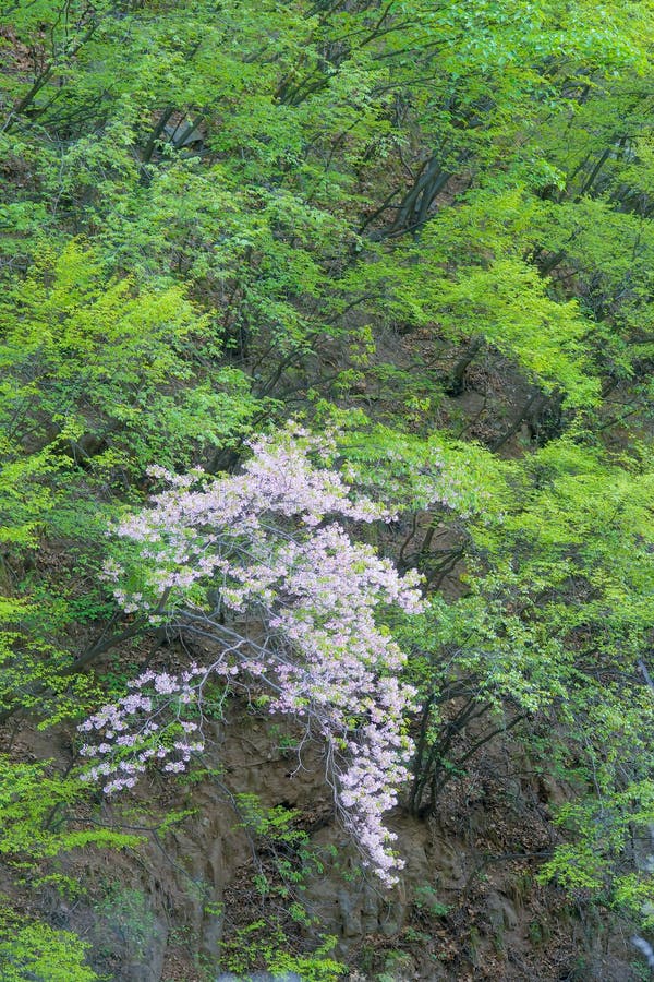 Spring in mountain forest stock image. Image of scenic - 149354027