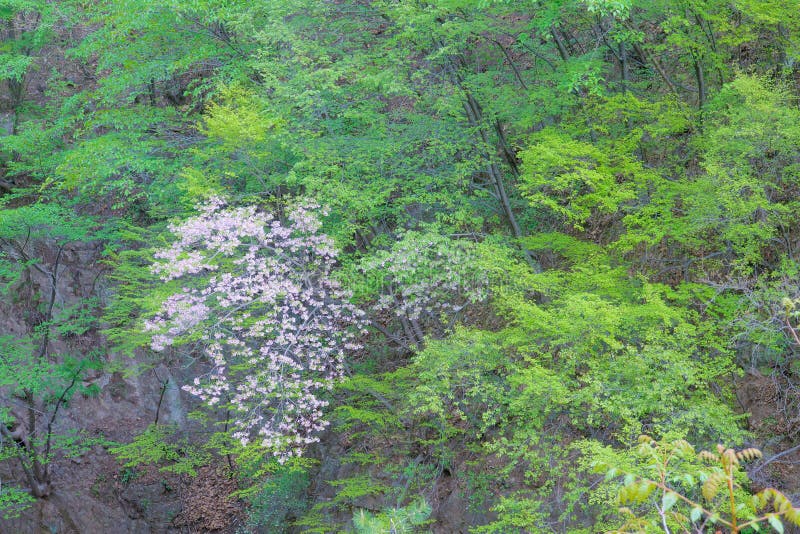 Spring in mountain forest stock image. Image of mountains - 149354051