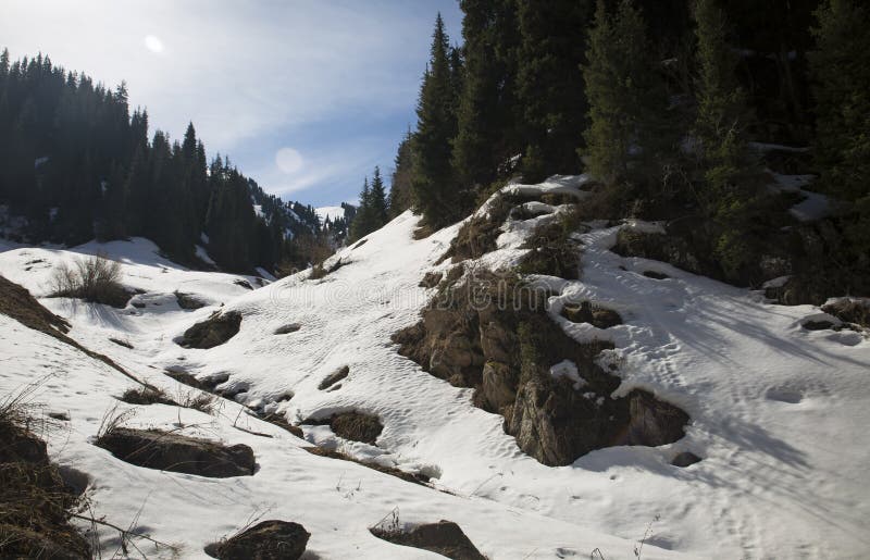 Spring in the Mountain Forest. Stock Photo - Image of landscape, soft ...