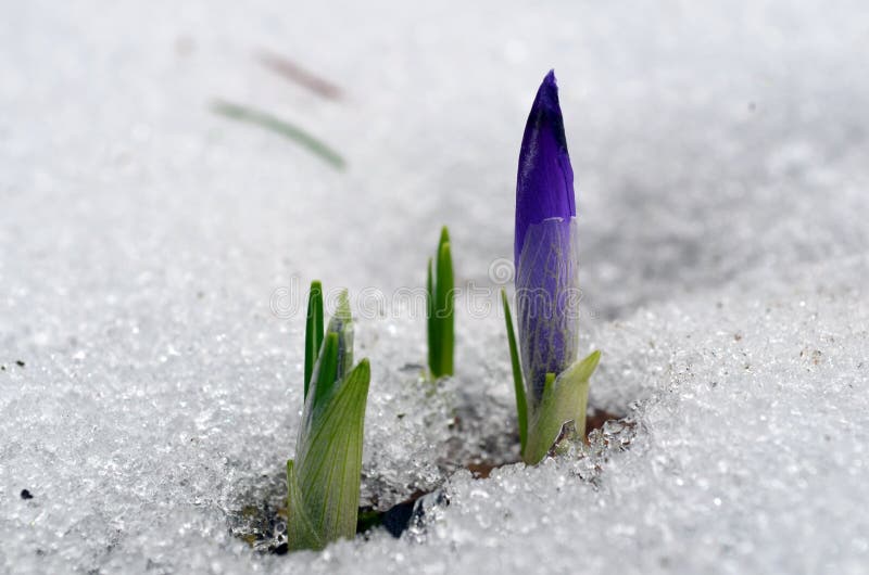 Crocus Burgeons in Melting Snow Stock Image - Image of garden, outdoors ...