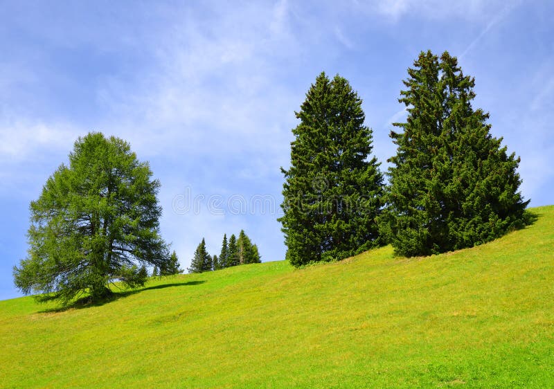 Spring Mountain Meadow with Trees Stock Image - Image of pasture ...