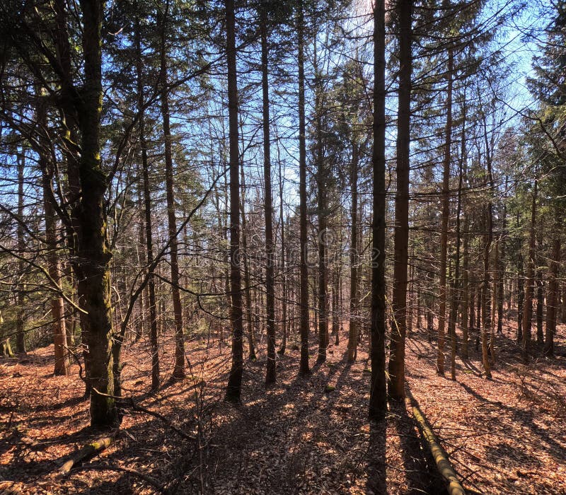 Spring Mountain Pine Forest Landscape. Poland, Jizera Mountains Stock ...