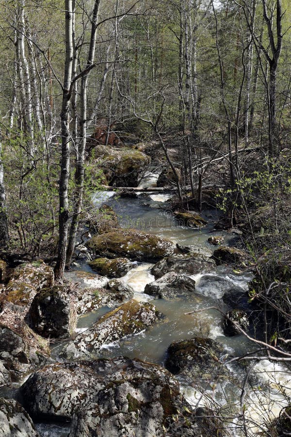 A Spring Mountain Stream Flows Over Rocks Covered with Moss Stock Photo ...