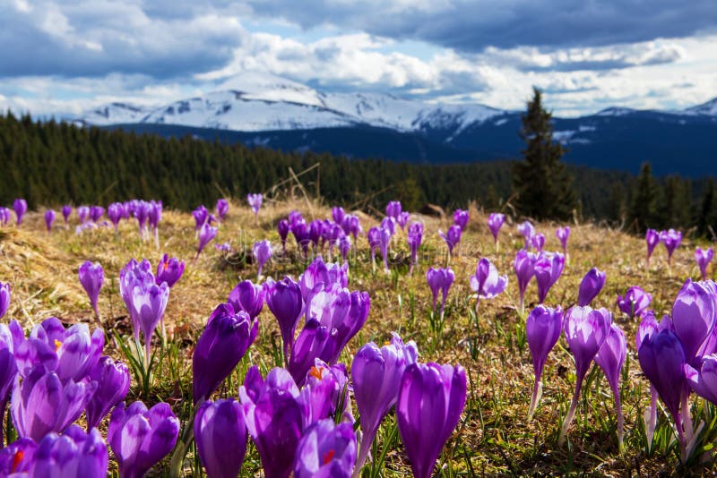 Spring in the mountains stock image. Image of spring - 235698793