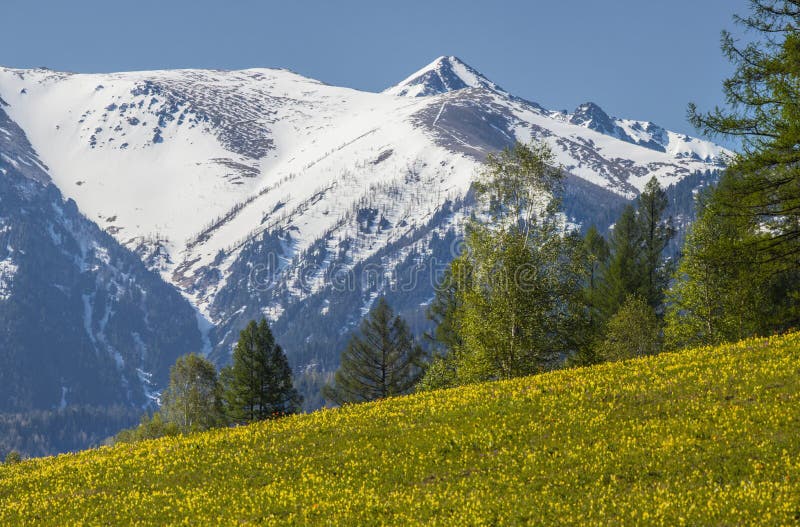 Spring in the Mountains. Green Forests and Meadows, Snow-capped Peaks ...