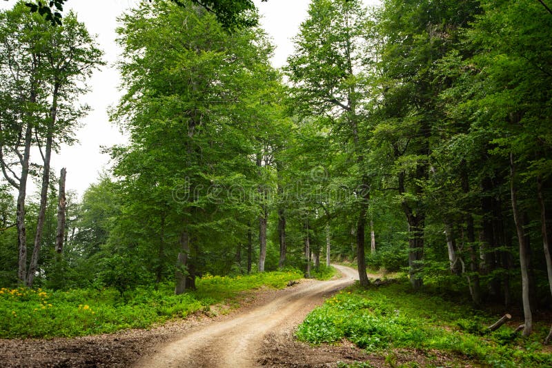 Spring in the Mountains. Paths in the Woods Stock Photo - Image of ...