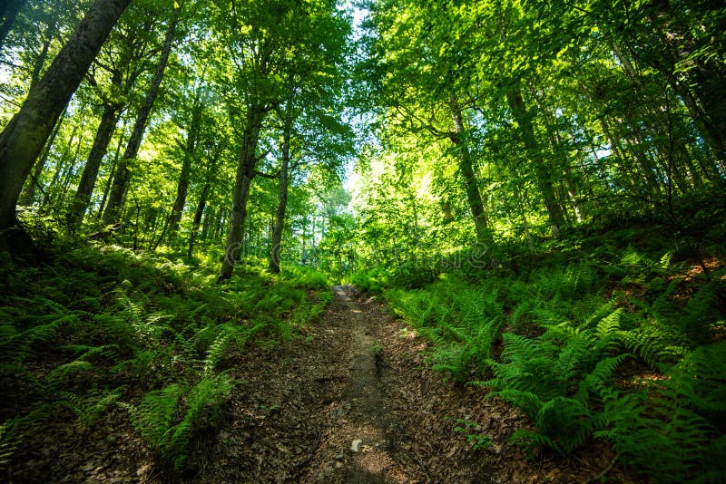 Spring in the Mountains. Paths in the Woods Stock Image - Image of road ...