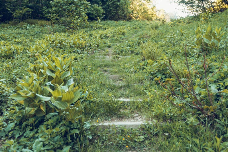 Spring in the Mountains. Paths in the Woods Stock Photo - Image of ...