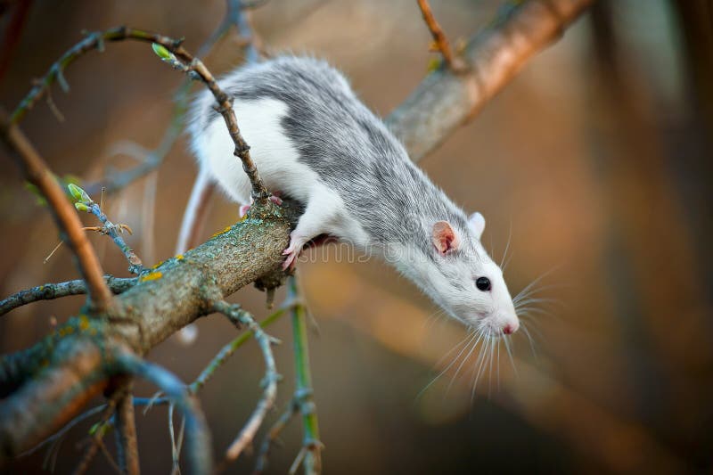 Spring mouse stock image. Image of grey, trained, stain - 55258563