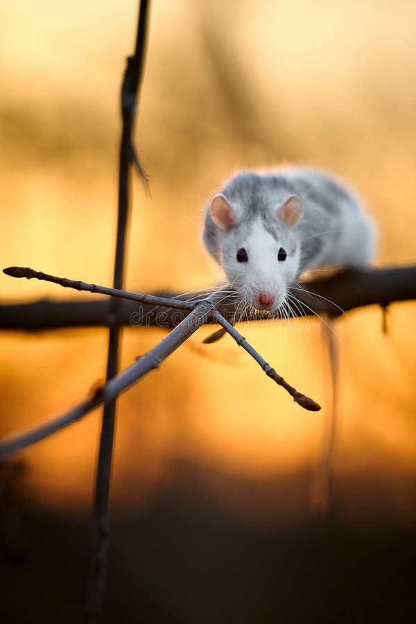 Spring mouse stock photo. Image of grey, pest, mustache - 55260404