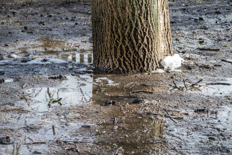 Spring Mud and Puddles at the Foot of the Tree. Stock Photo - Image of ...