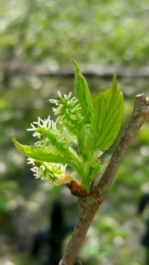 Spring mulberry stock image. Image of growth, spring - 85800001