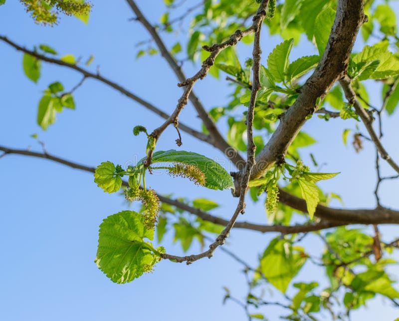 Spring mulberry tree stock photo. Image of spring, plant - 89340022