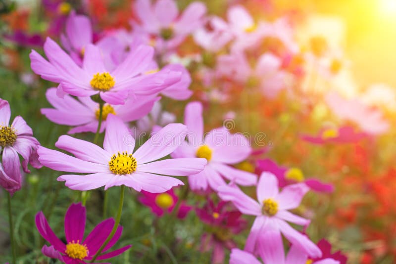 Spring Multi-colored Flowers Nature. Stock Photo - Image of color ...