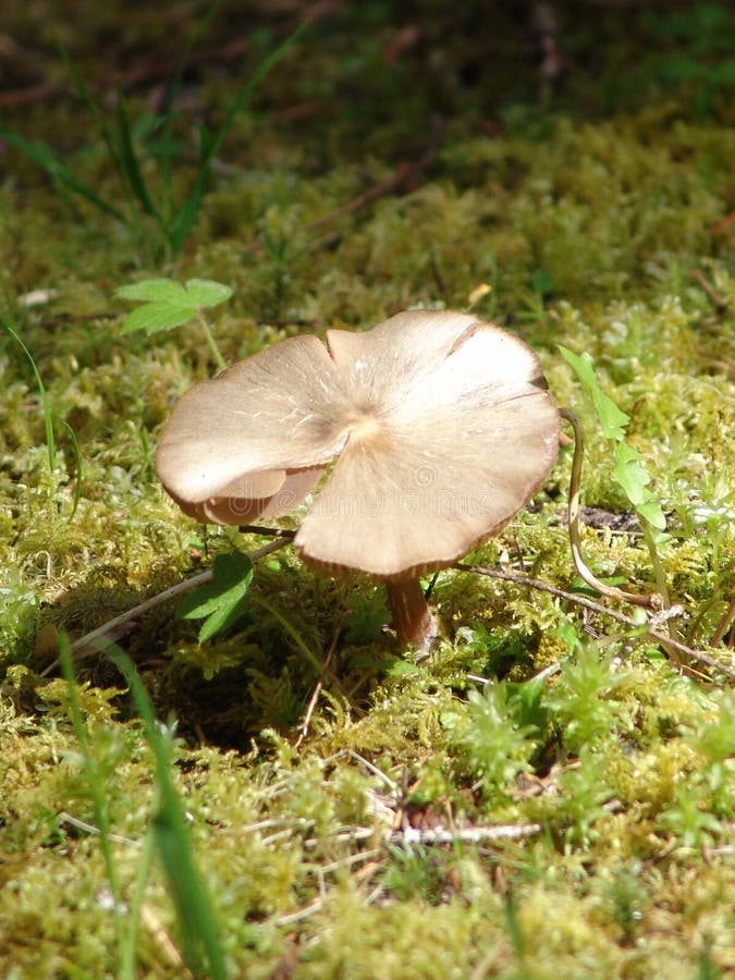 Spring Mushroom stock image. Image of pine, dangerous - 5221421