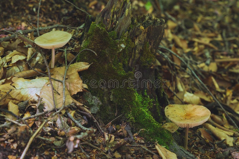 Spring Mushroom in the Forest Stock Photo - Image of macro, summer ...
