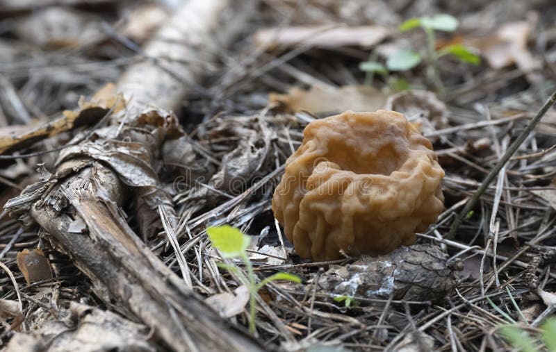 Spring Mushroom Growing in the Forest on a Mossy Tree Stock Image ...