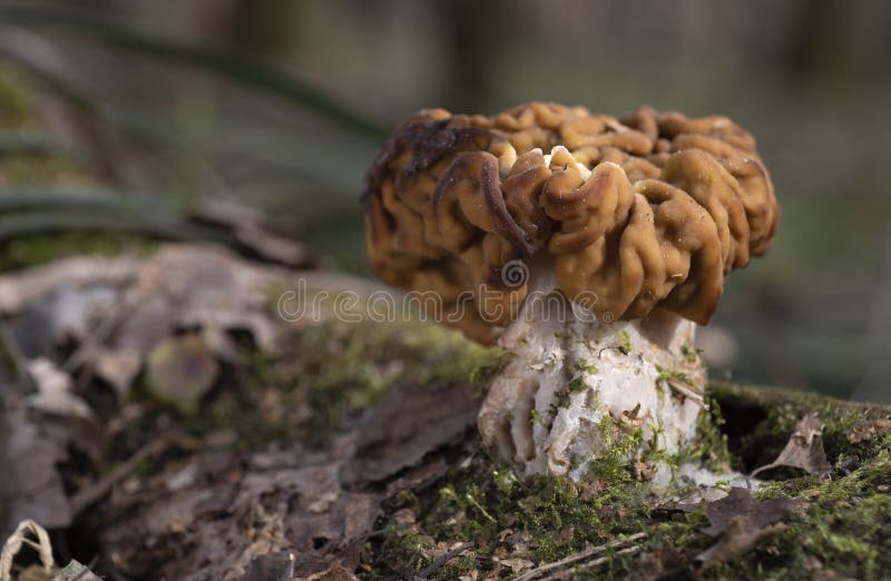 Spring Mushroom Growing in the Forest on a Mossy Tree Stock Photo ...