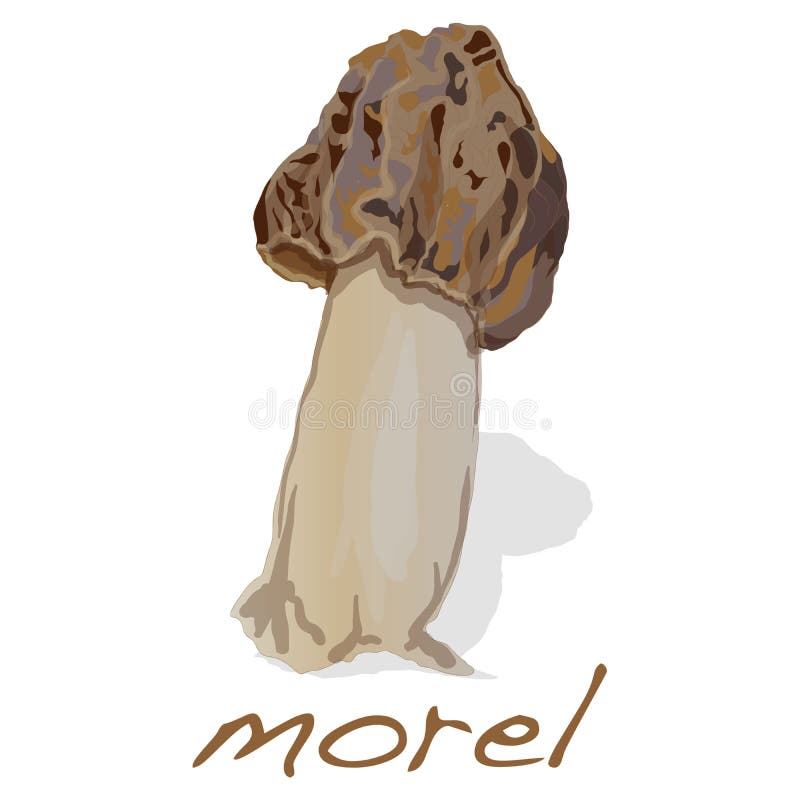 Morels Stock Illustrations – 501 Morels Stock Illustrations, Vectors ...