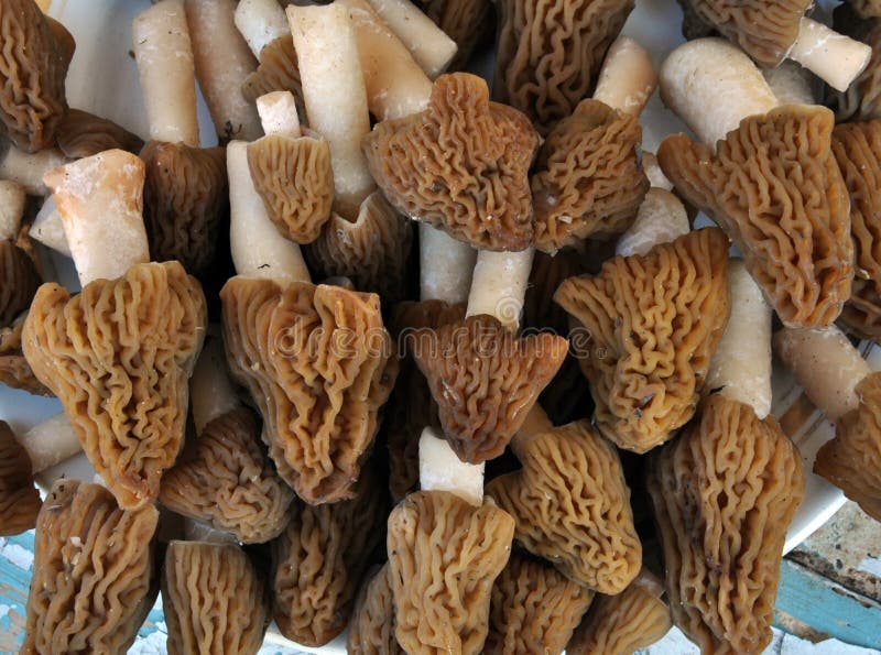 Spring mushrooms morels_8 stock image. Image of delicious - 89841845