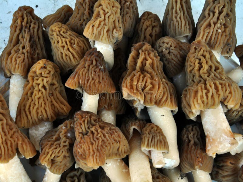 Spring mushrooms morels_10 stock photo. Image of delicacy - 89842456