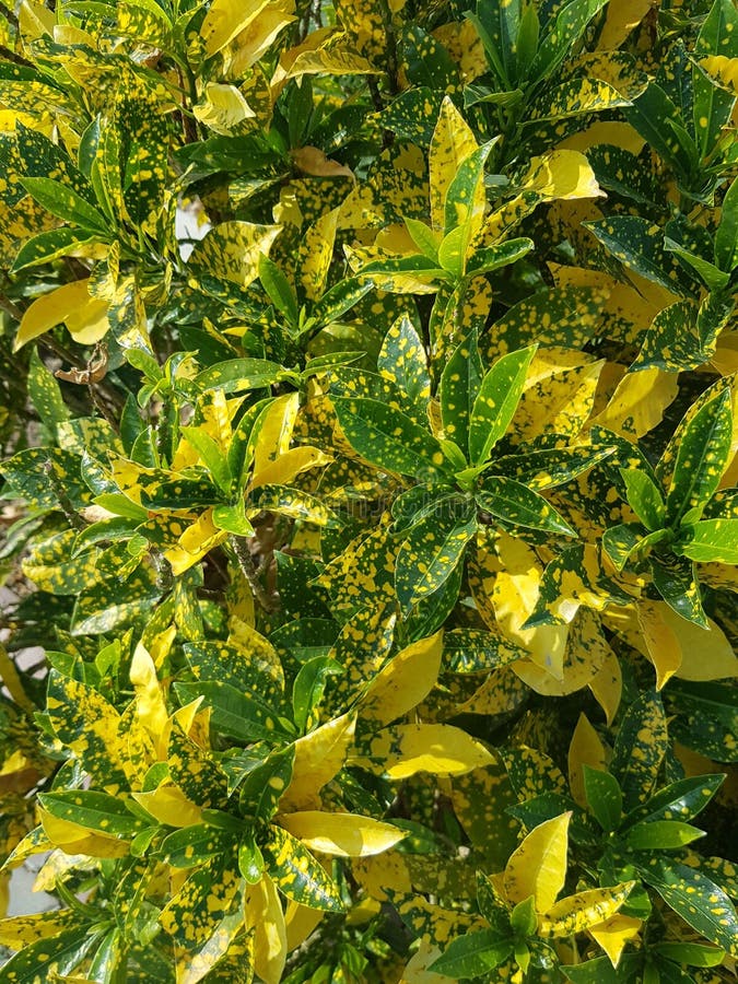 Spring in My Garden with Vivid Colours Stock Photo - Image of produce ...