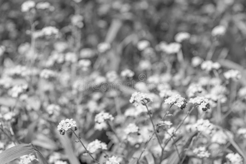 Spring Myosotis Flower. Spring Myosotis Flower. Spring Myosotis Flower ...