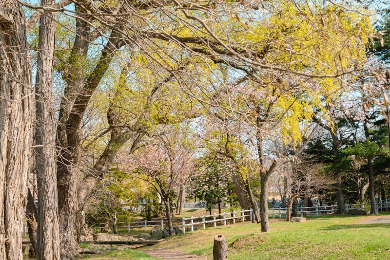 Spring of Nakajima Park in Sapporo, Hokkaido, Japan Stock Image - Image ...
