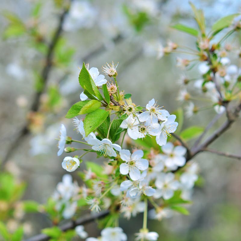 Spring natural background stock photo. Image of grass - 97159376