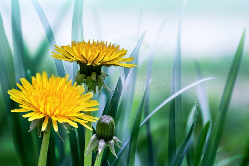 Spring natural background stock image. Image of natural - 65545061